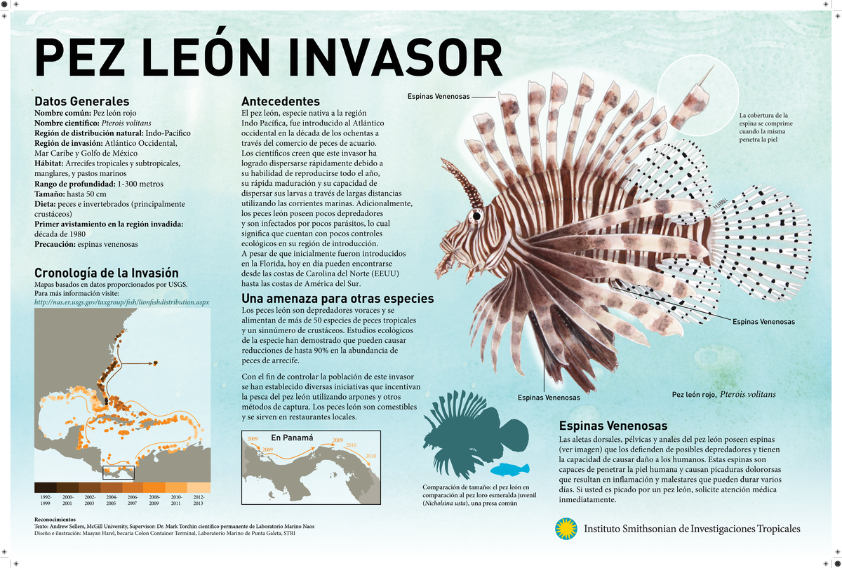 Pez leon poster - Nombre común: Pez león rojo Pterois volitans Región ...