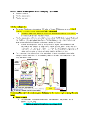 Lecture 18 Capillary bulk flow and lymphatic system - Capillaries ...