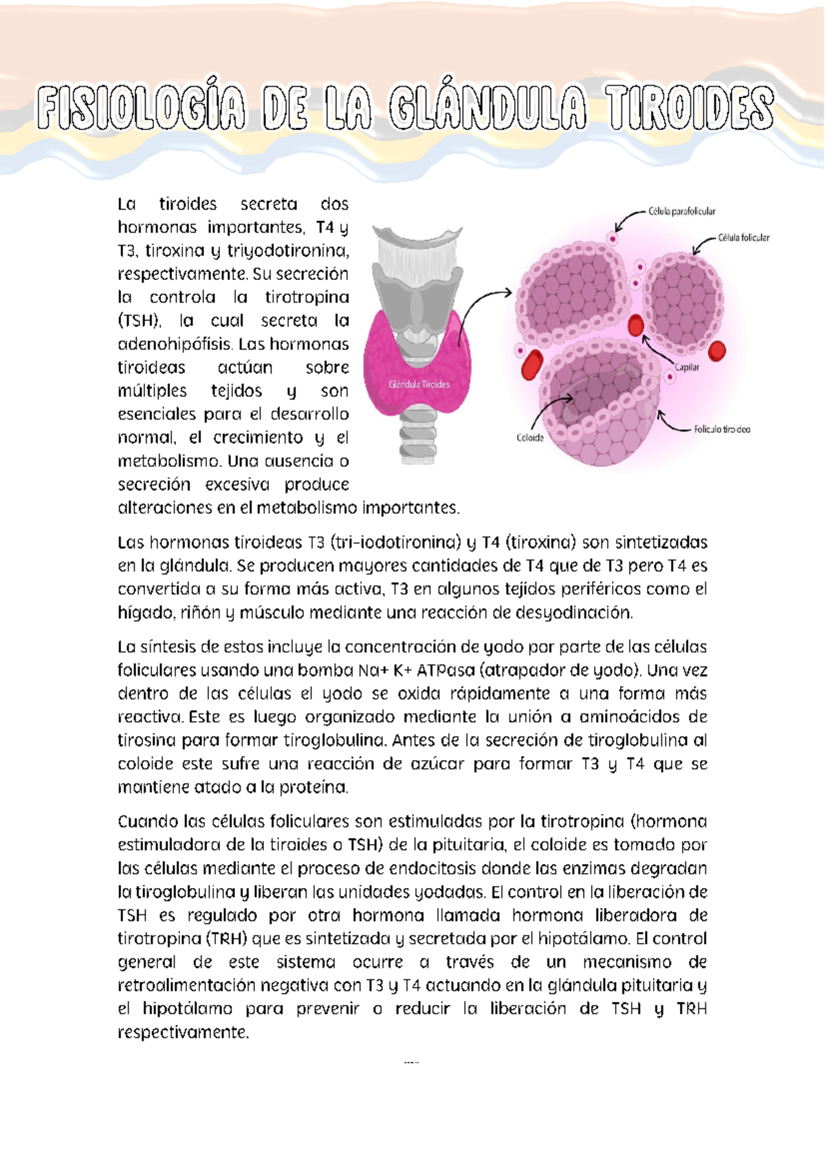Fisiologia de la Glandula Tiroides - MEDICINA FORENSE - lOMoARcPSD ...