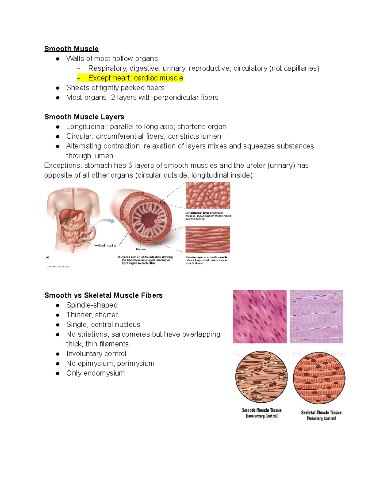 8 - Smooth Muscles - Lecture notes - Smooth Muscle Walls of most hollow ...
