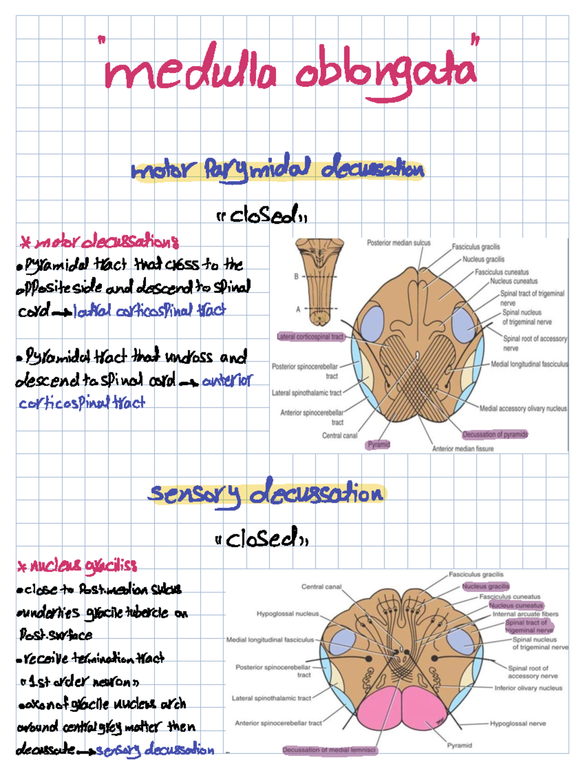 Brain stem - asdkjjklads - 11 medulla oblongata motor parymidal ...