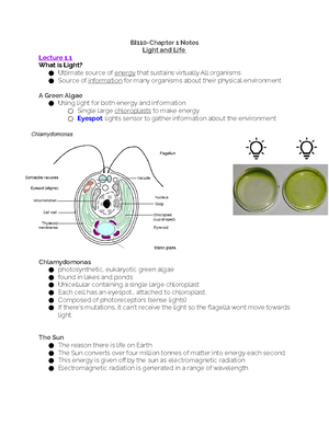Meiosis pt 1 - MEIOSIS N'cinromosomes makes SPERM + EGG cells ...