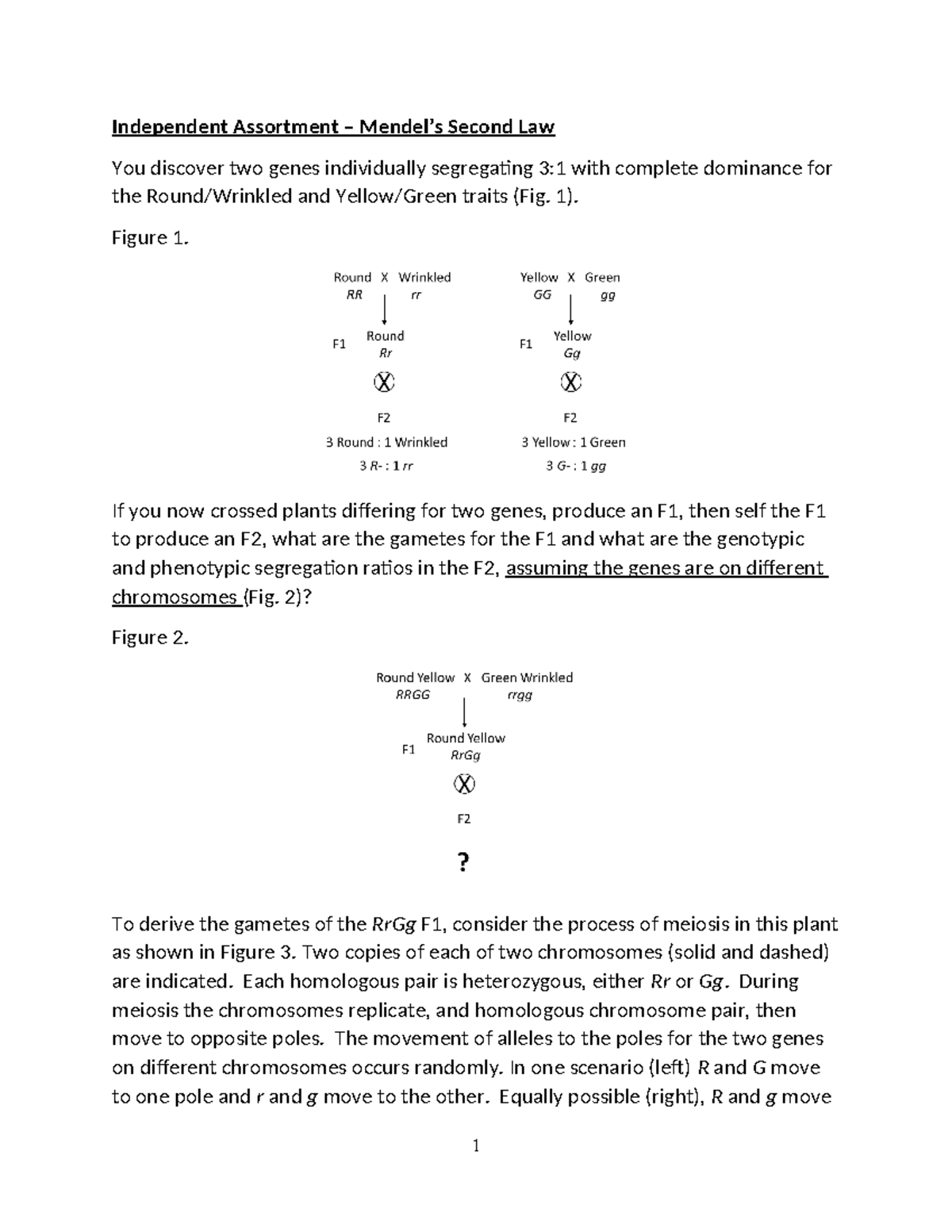 (4) Two and three gene inheritance 2 - Independent Assortment – Mendel ...