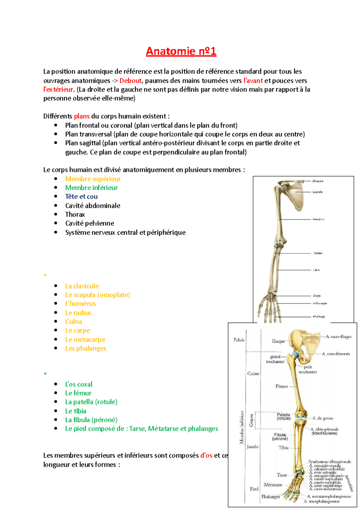 Anatomie nº1 - Anatomie nº La position anatomique de référence est la ...