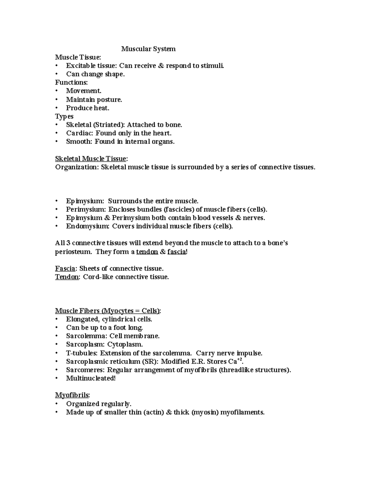 AP Muscular System-New - Muscular System Muscle Tissue: Excitable ...