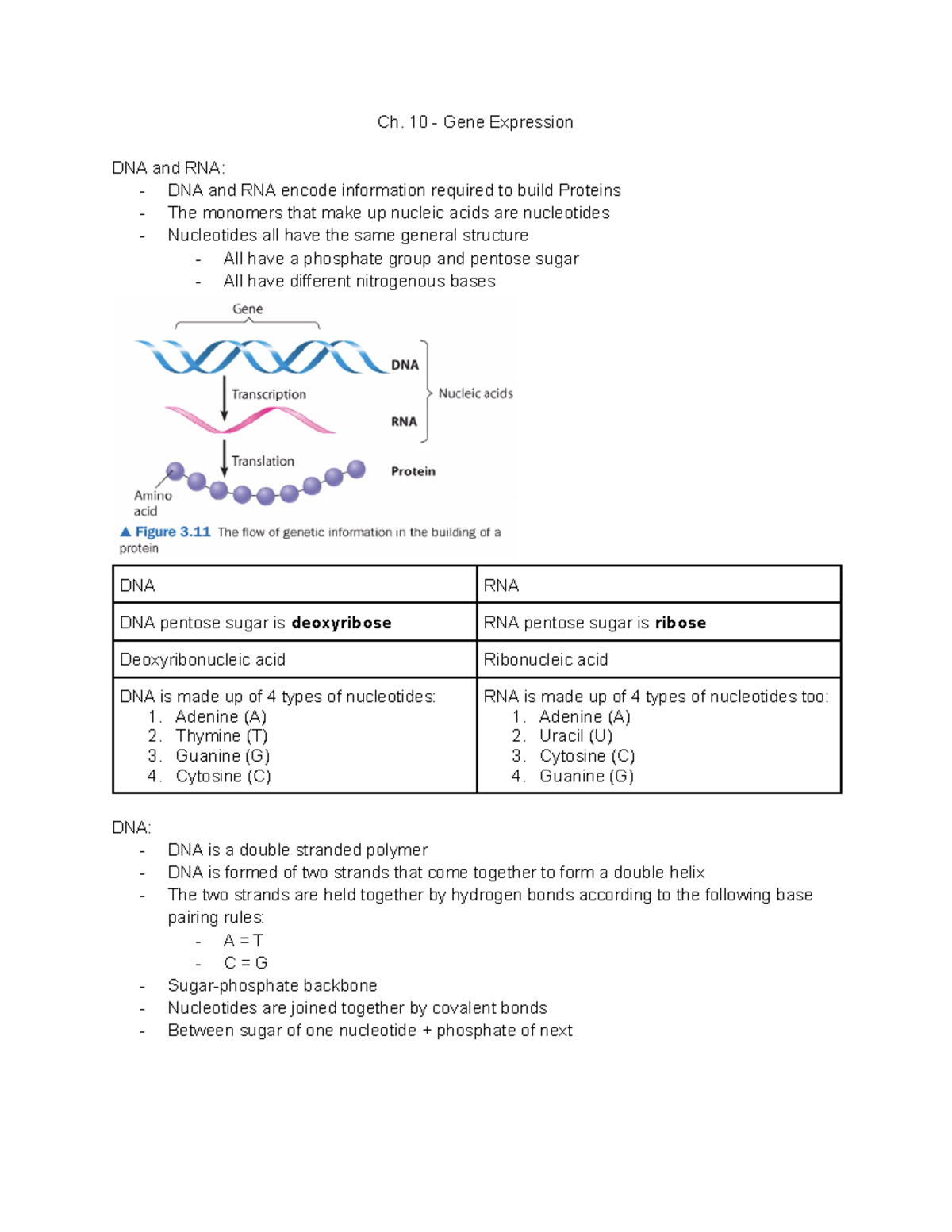 BIOL 150B Ch. 10 Gene Expression - Ch. 10 - Gene Expression DNA and RNA ...