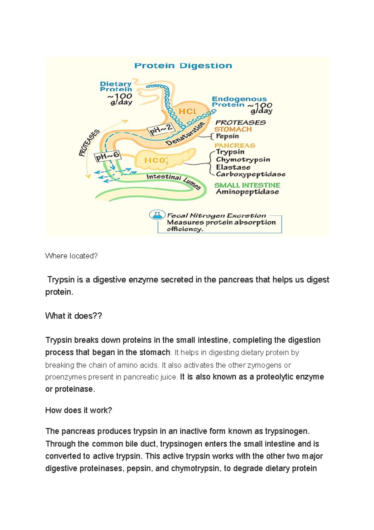 Trypsin Biology - Human Digestive System - Where located? Trypsin is a ...