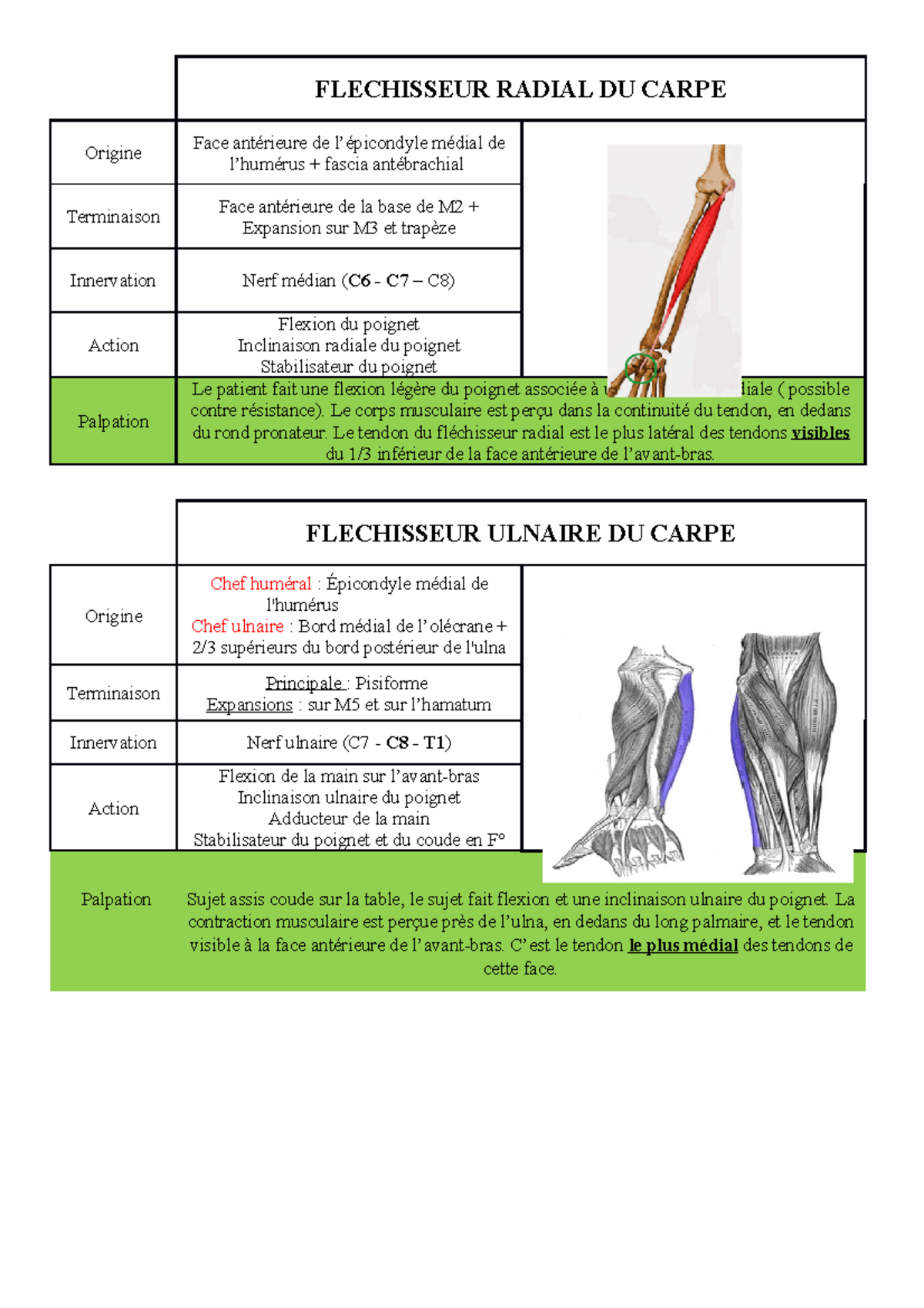 4. Anat palpa avant bras - FLECHISSEUR RADIAL DU CARPE Origine Face ...