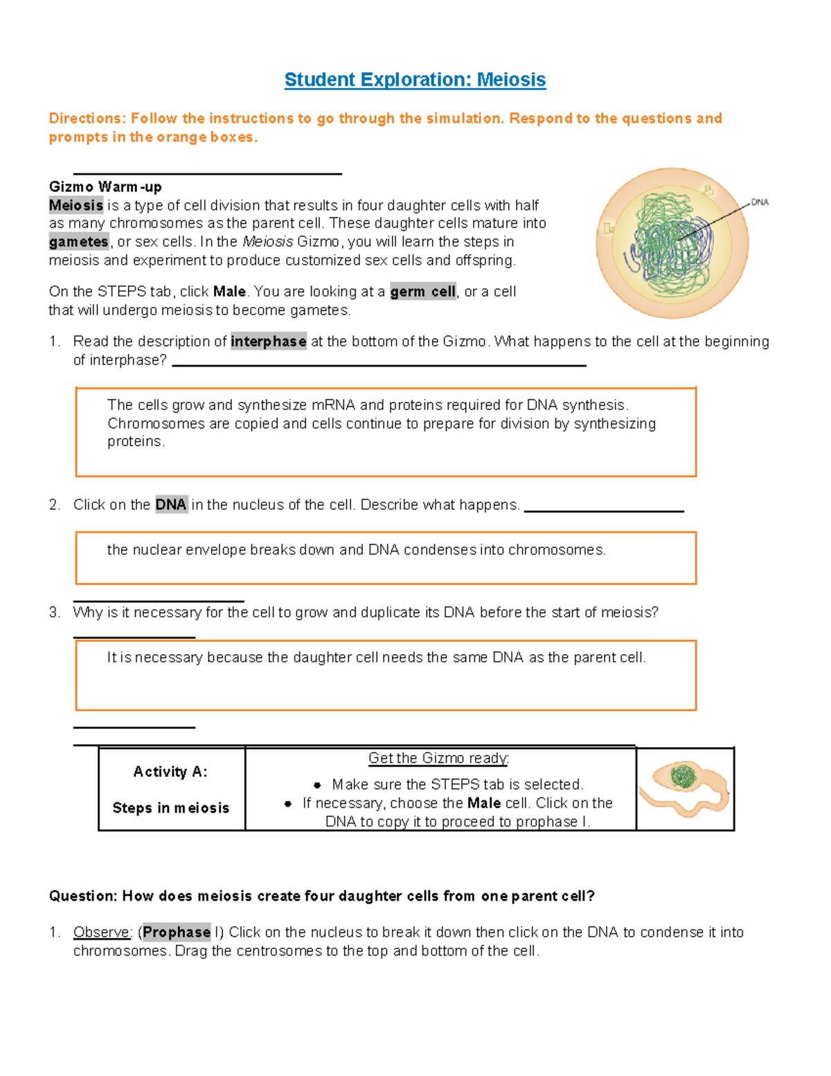 Sivani Perisetla - Meiosis Gizmos Handout - Student Exploration ...