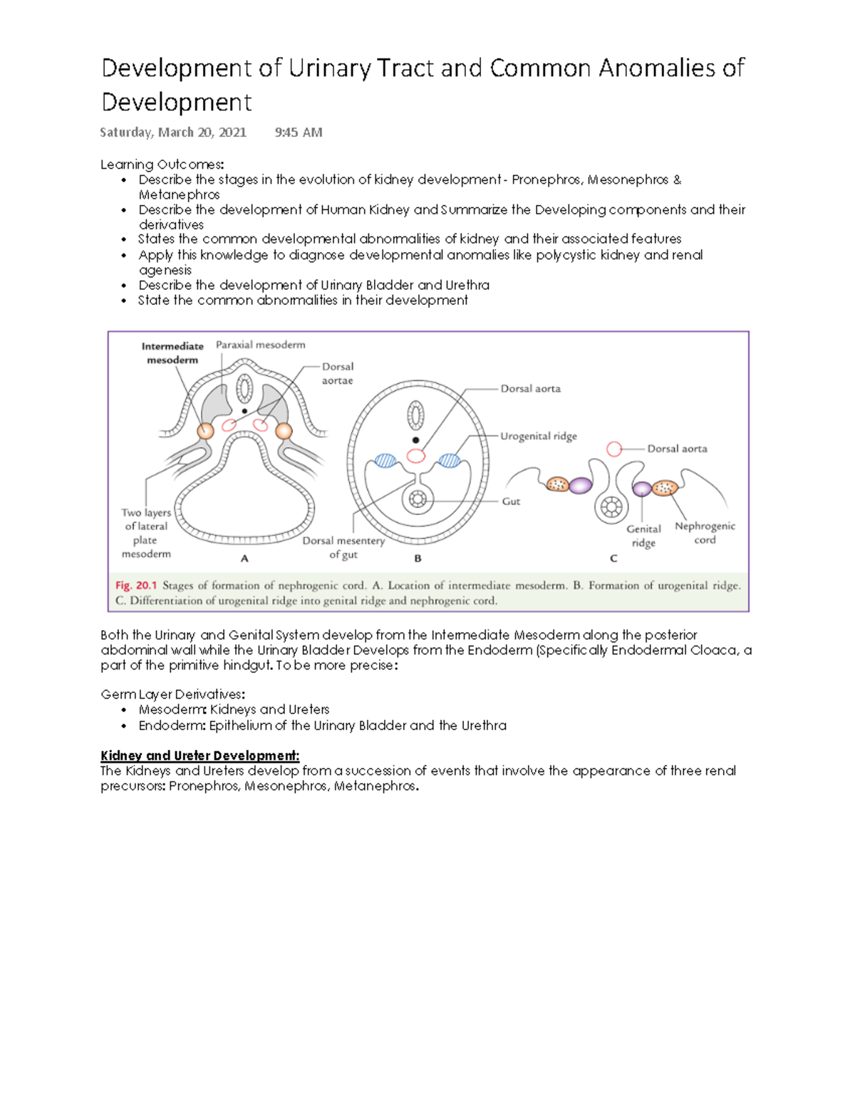 Embryology and Development of the Urinary Tract - Learning Outcomes ...