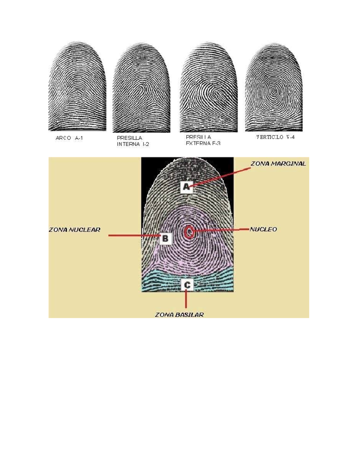 Dactiloscopia - Clasicación de huellas - Criminalística - ARCO A-1 ...