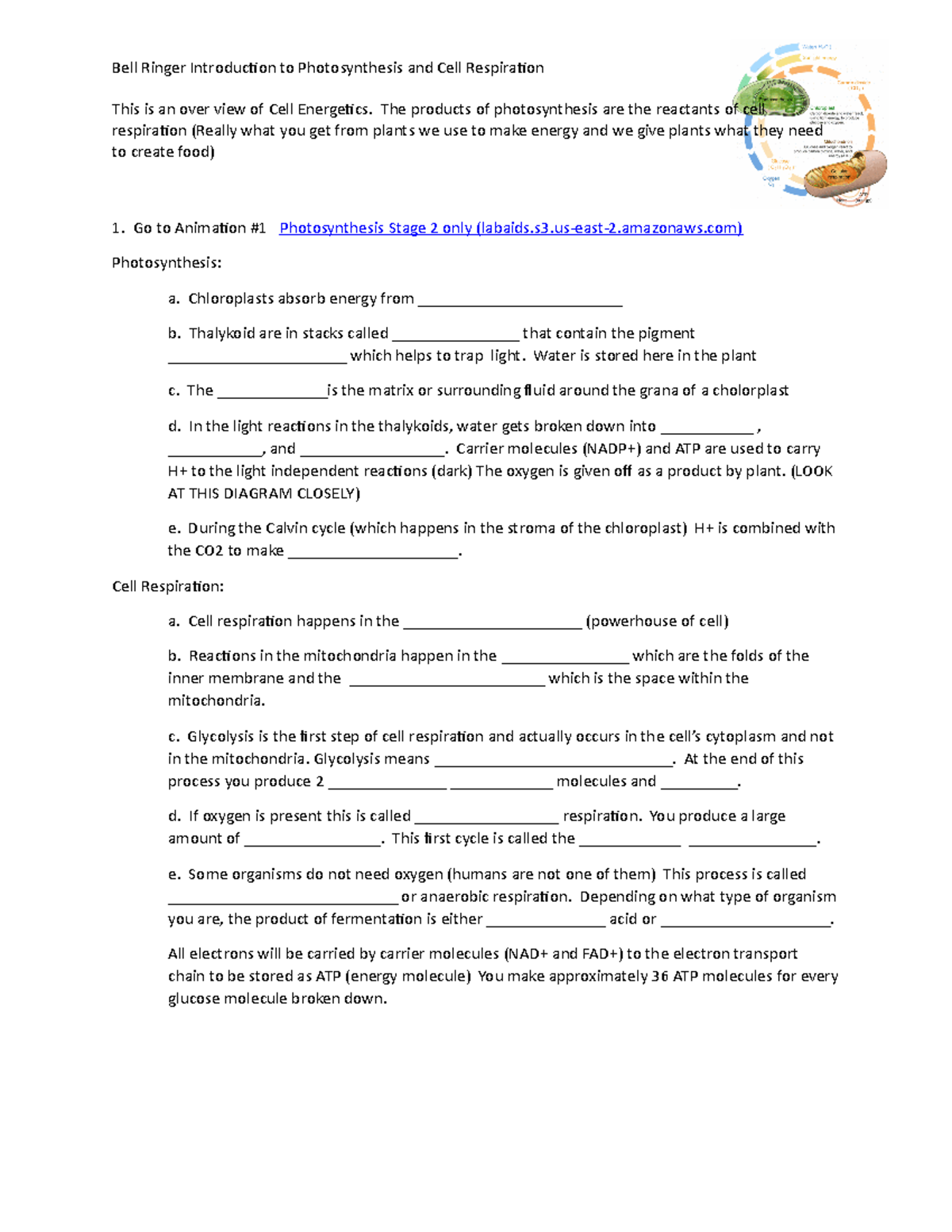 Opener Energy - Discover Photosynthesis and Respiration - Bell Ringer ...