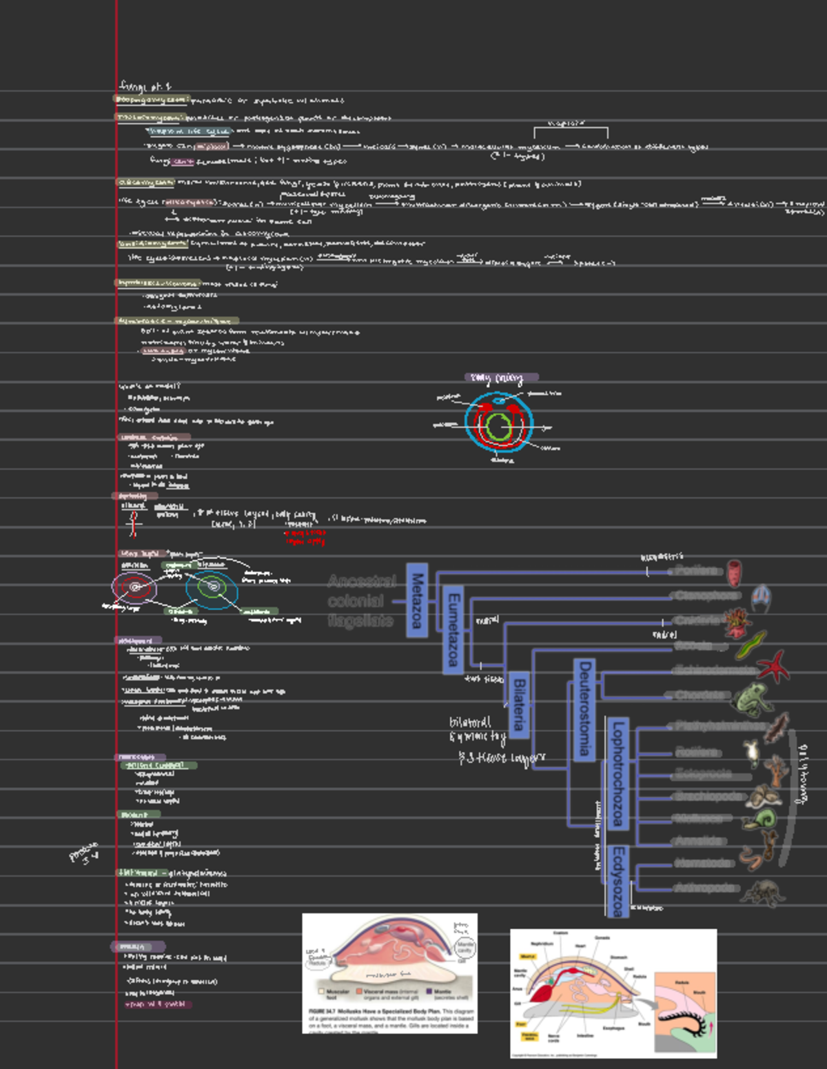 Bio B fungi pt.2 - zoopagomycota, mucoromycota, ascomycota ...