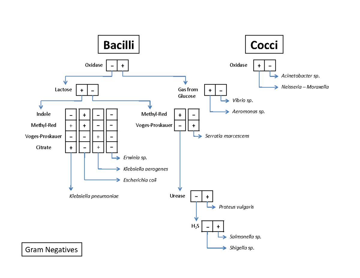 Gram Negative Flow Chart F22 (NEW) - Bacilli Cocci Gas from Glucose ...
