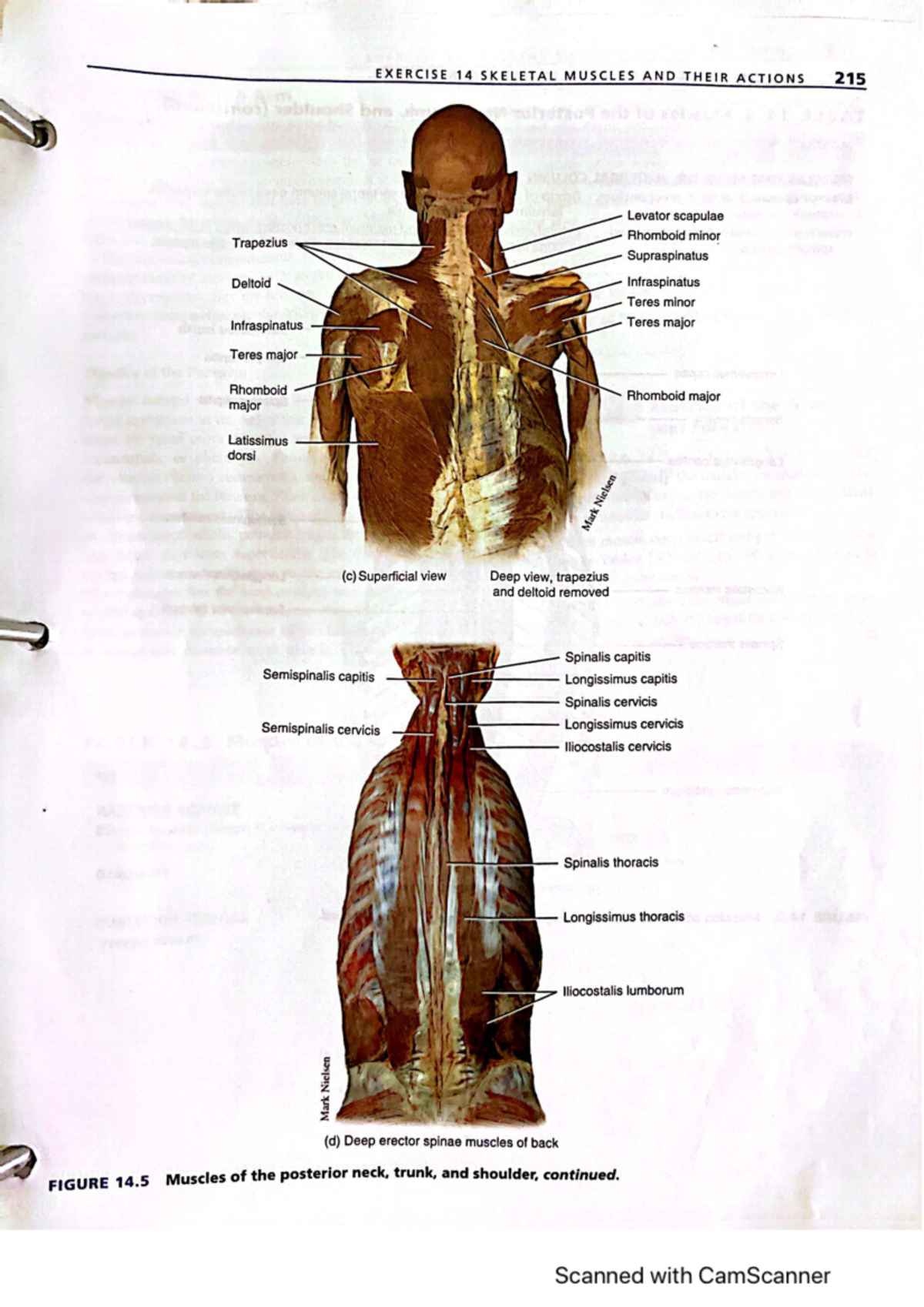 Skeletal muscles and their actions part 2 - EXERCISE 14 SKELETAL ...