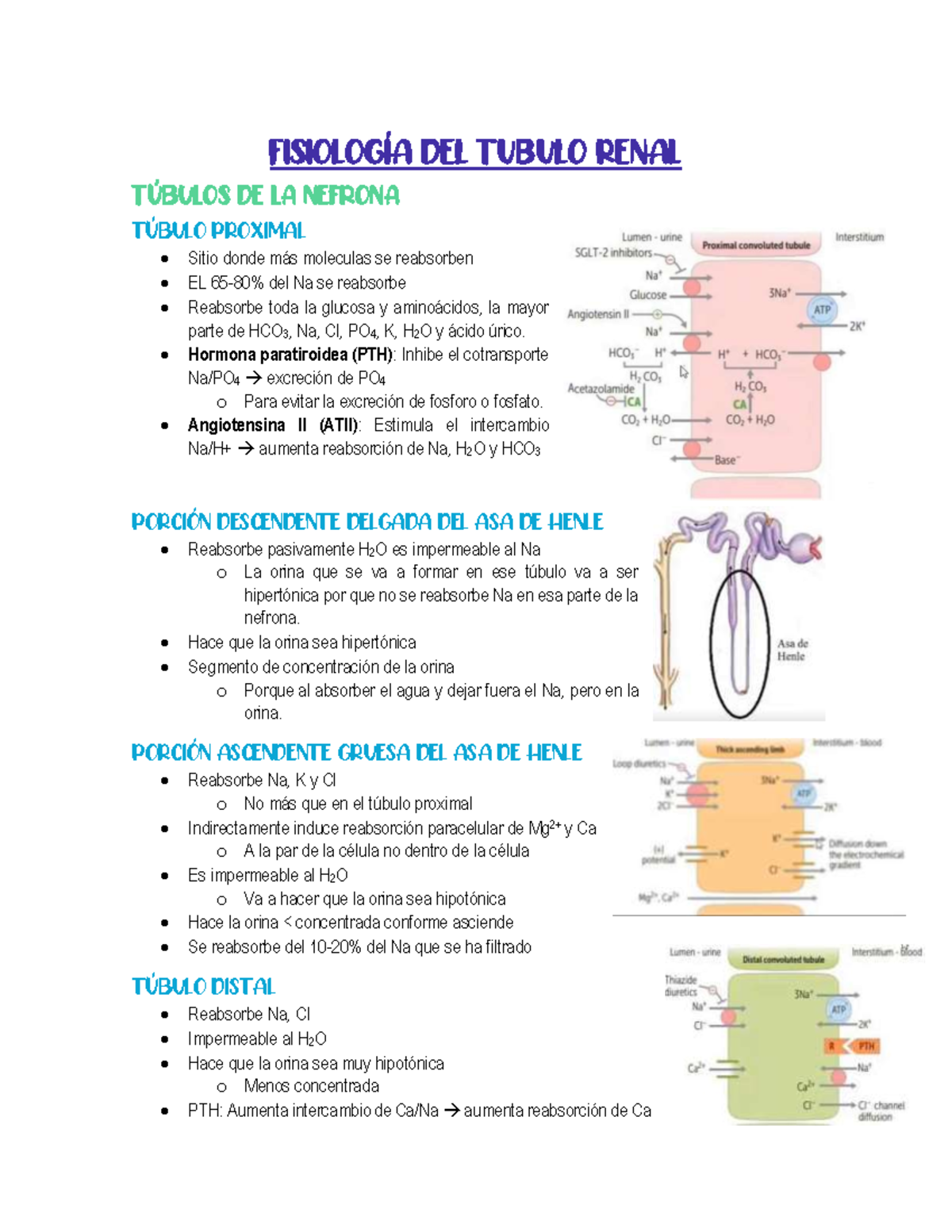Fisiología del Túbulo Renal - FISIOLOGÍA DEL TUBULO RENAL TÚBULOS DE LA ...
