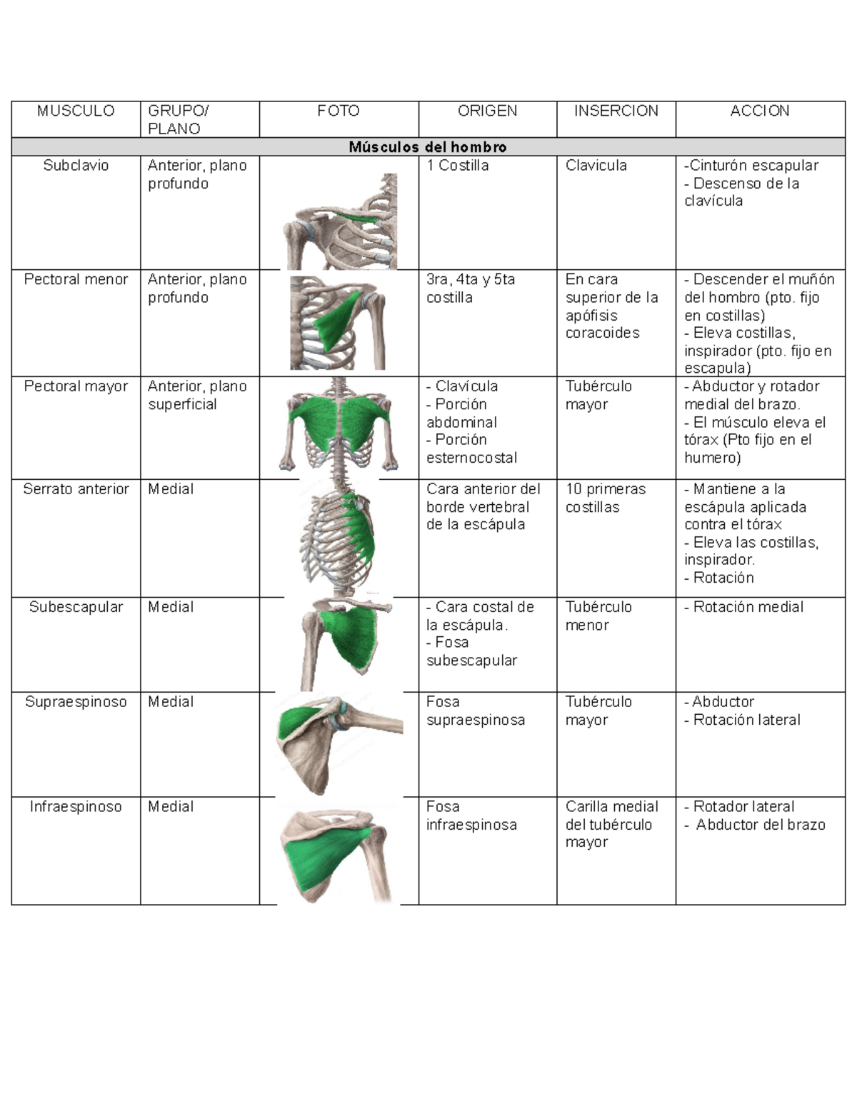Musculos del miembro superior - MUSCULO GRUPO/ PLANO FOTO ORIGEN ...