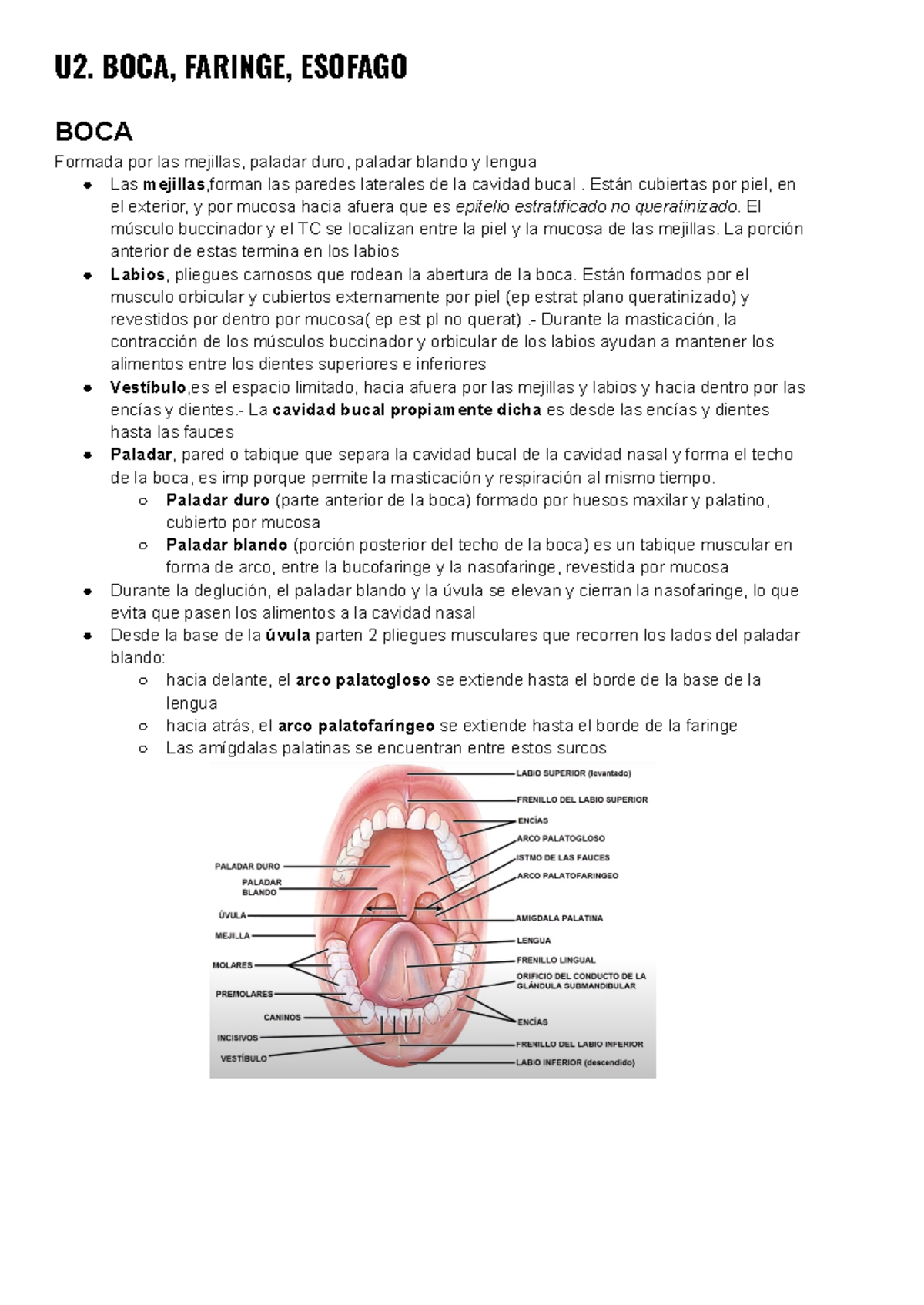 Boca, Faringe y esofago - U2. BOCA, FARINGE, ESOFAGO BOCA Formada por ...