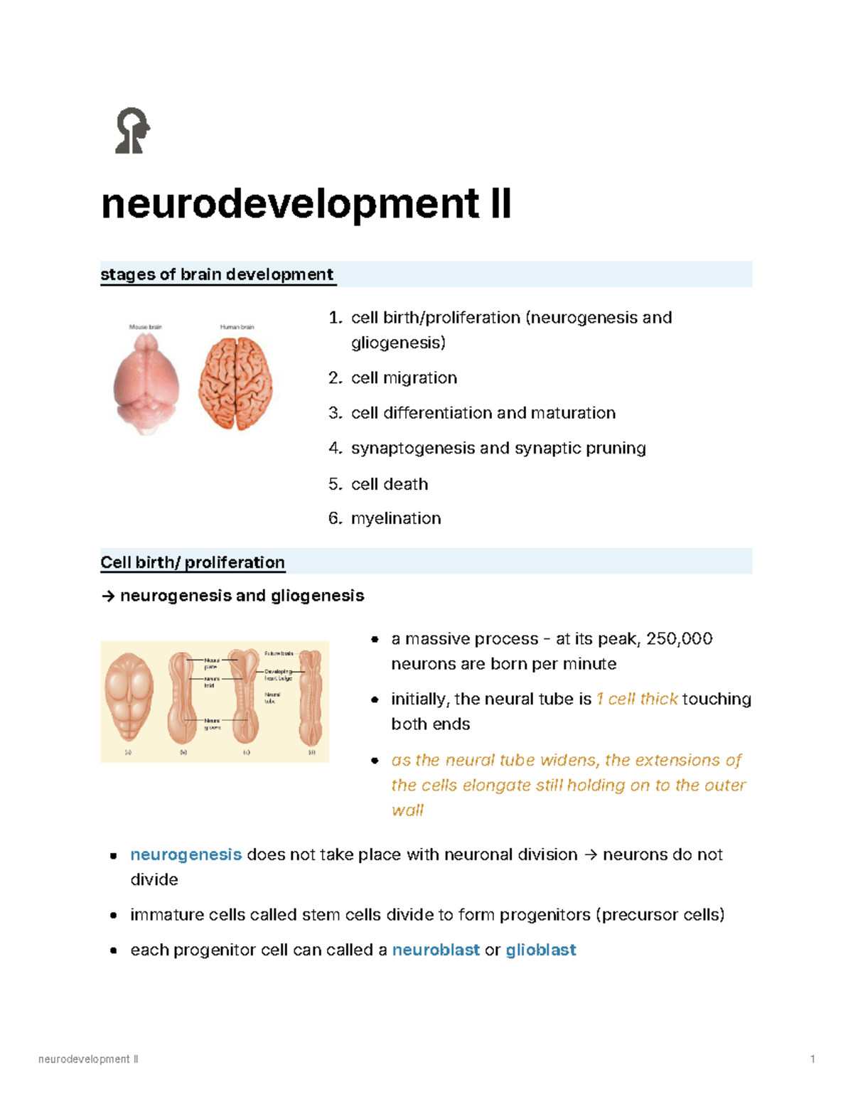 Neurodevelopment II - neurodevelopment II stages of brain development cell birth/proliferation ...