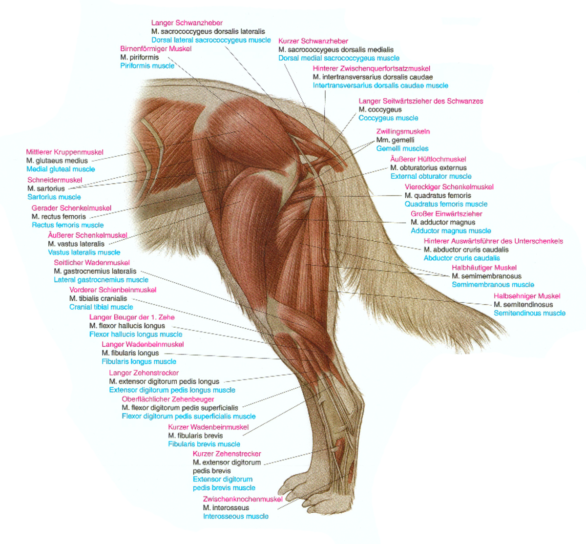 muscles dog - back leg - Anatomie 2 - Studocu
