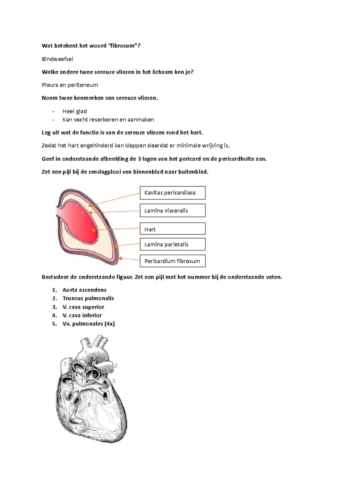 Anatomie vragen - Wat betekent het woord “fibrosum”? Bindweefsel Welke ...