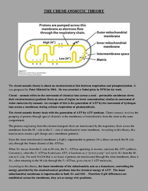Prokaryotic vs eukaryotic - Outline A brief review of the previous ...