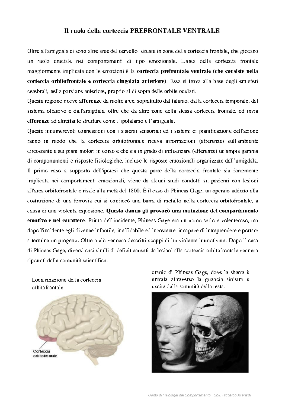 6 2 la corteccia prefrontale - Il ruolo della corteccia PREFRONTALE ...