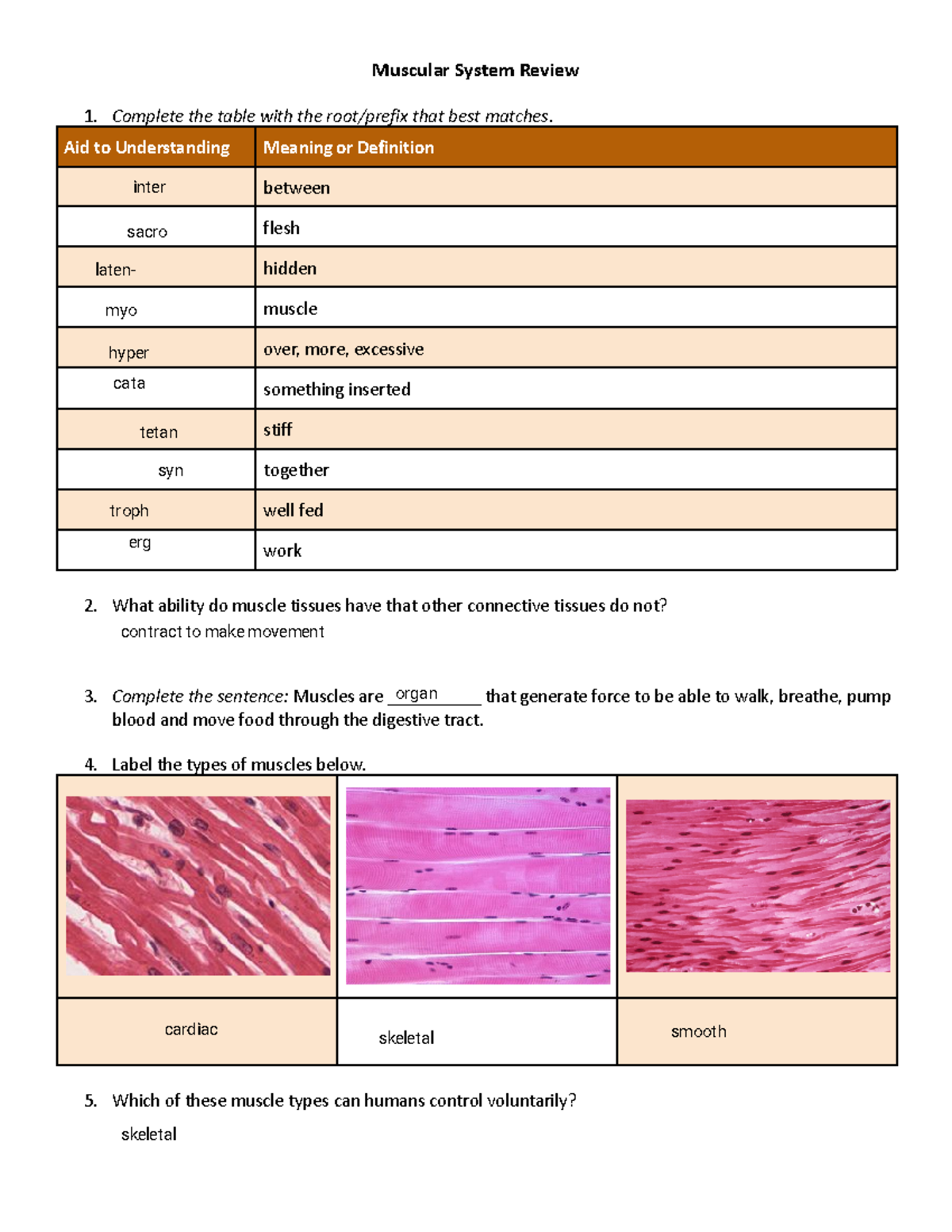 Muscular System Review ks - Muscular System Review 1. Complete the ...