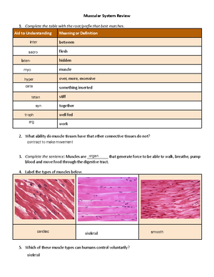 Muscle project (anatomy) - Studocu