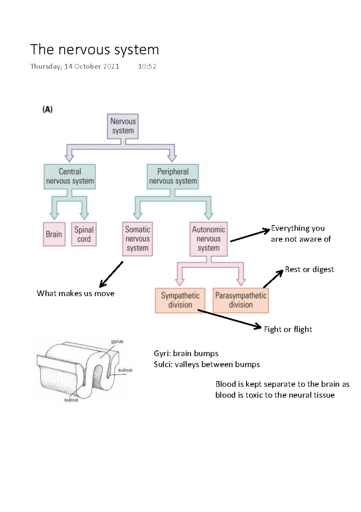 The nervous system - Everything you are not aware of Gyri: brain bumps ...