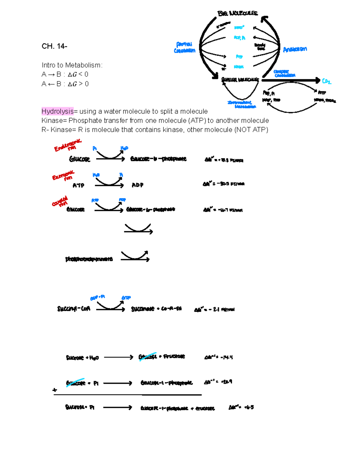 EXAM 3 - Notes cover chapters 14, 15, 16, 17, and 18 of biochemistry ...