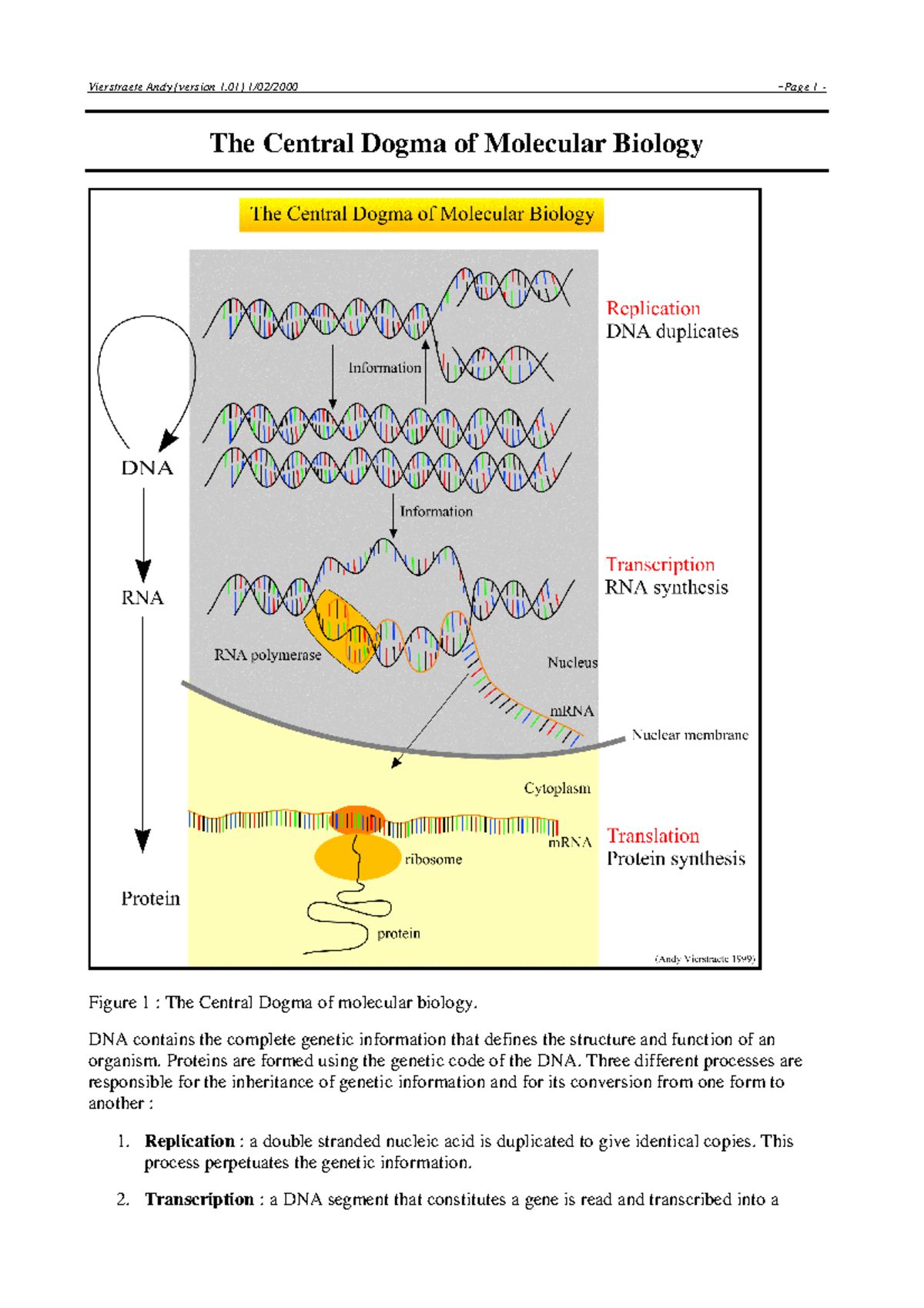 CENTRAL DOGMA OF EUKARYOTES - The Central Dogma of Molecular Biology ...
