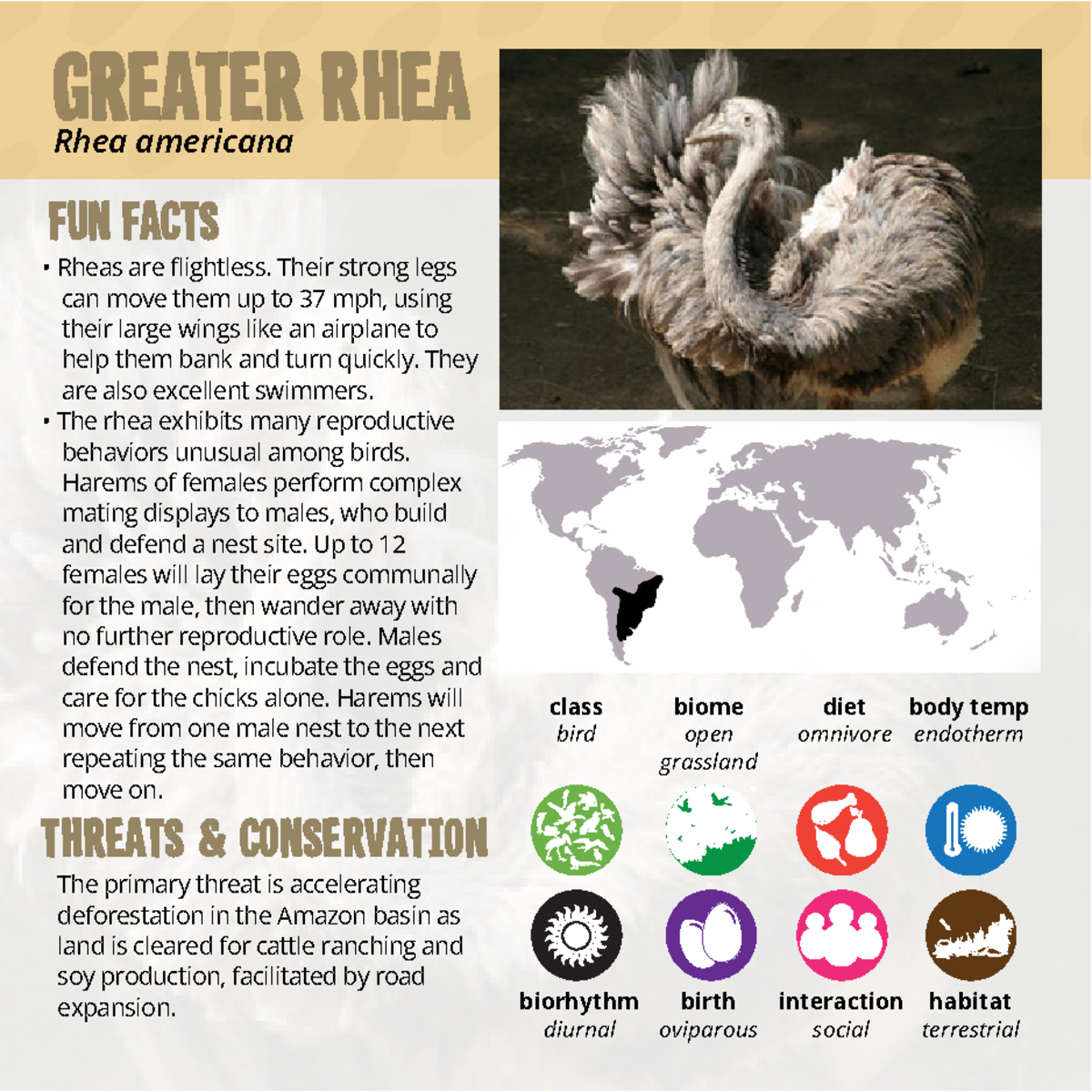Greater rhea - kkk - GREATER RHEA Rhea americana FUN FACTS THREATS ...