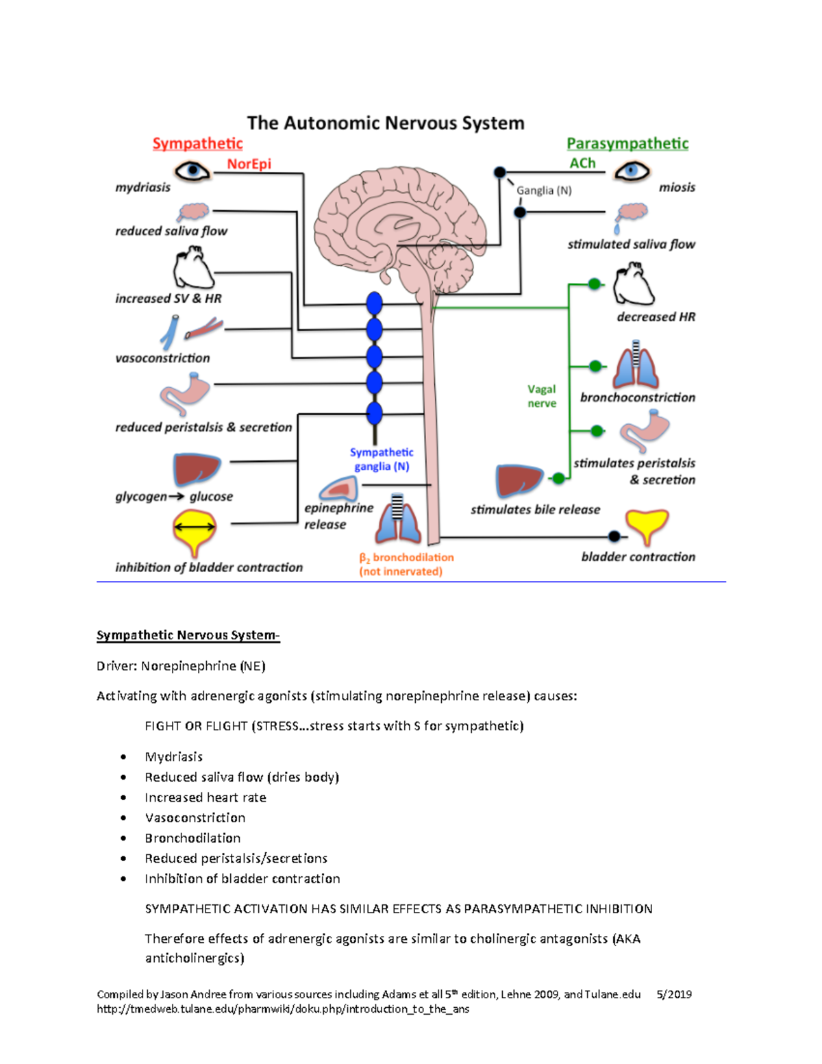 ANS Explained PHSC4340 - Sympathetic Nervous SystemDriver ...