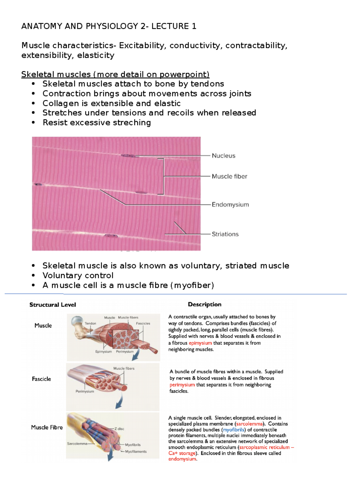 Anatomy AND Physiology 2 - ANATOMY AND PHYSIOLOGY 2- LECTURE 1 Muscle ...