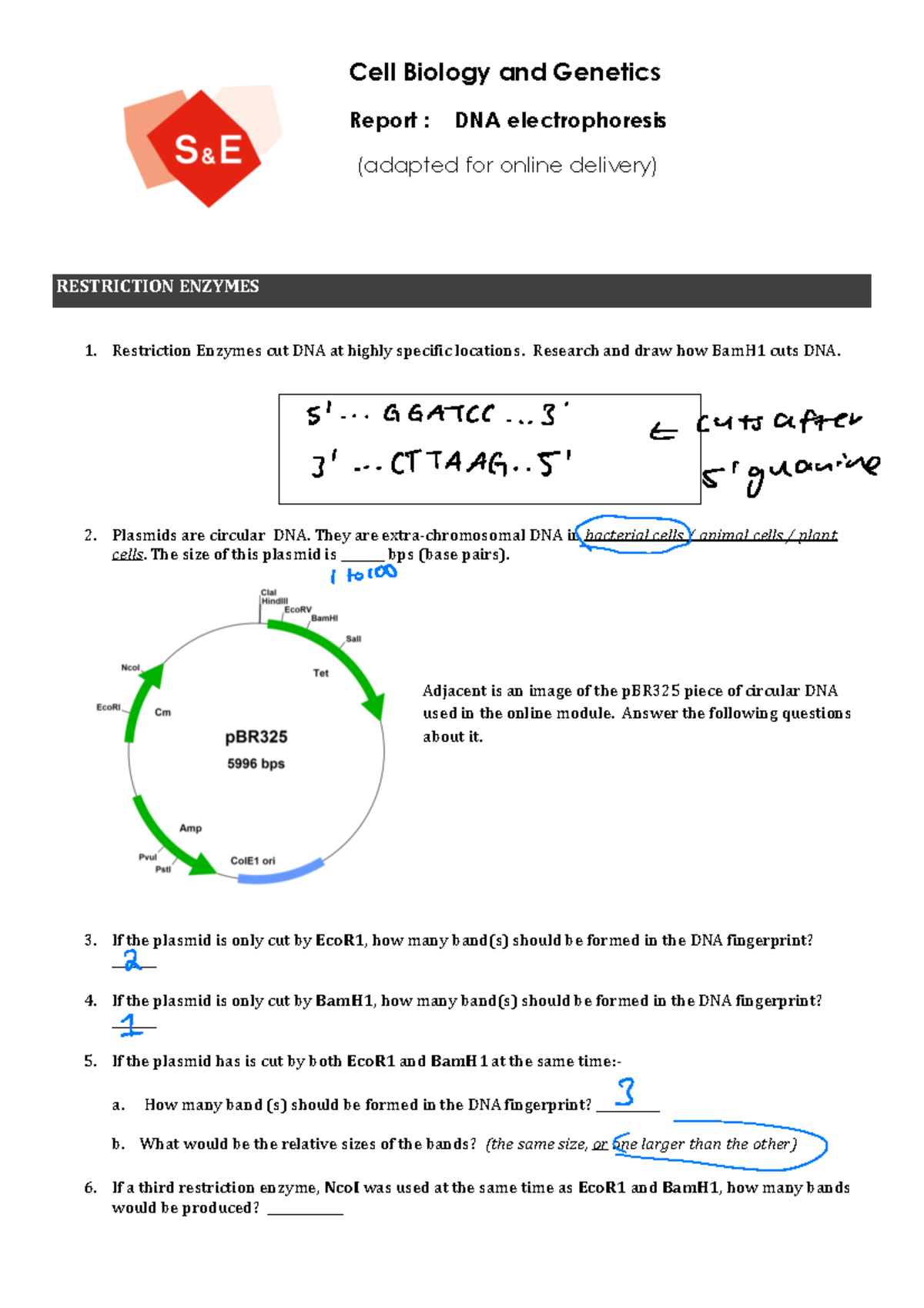 DNA+electrophoresis+Report+%28online+delivery%29 - Cell Biology and ...