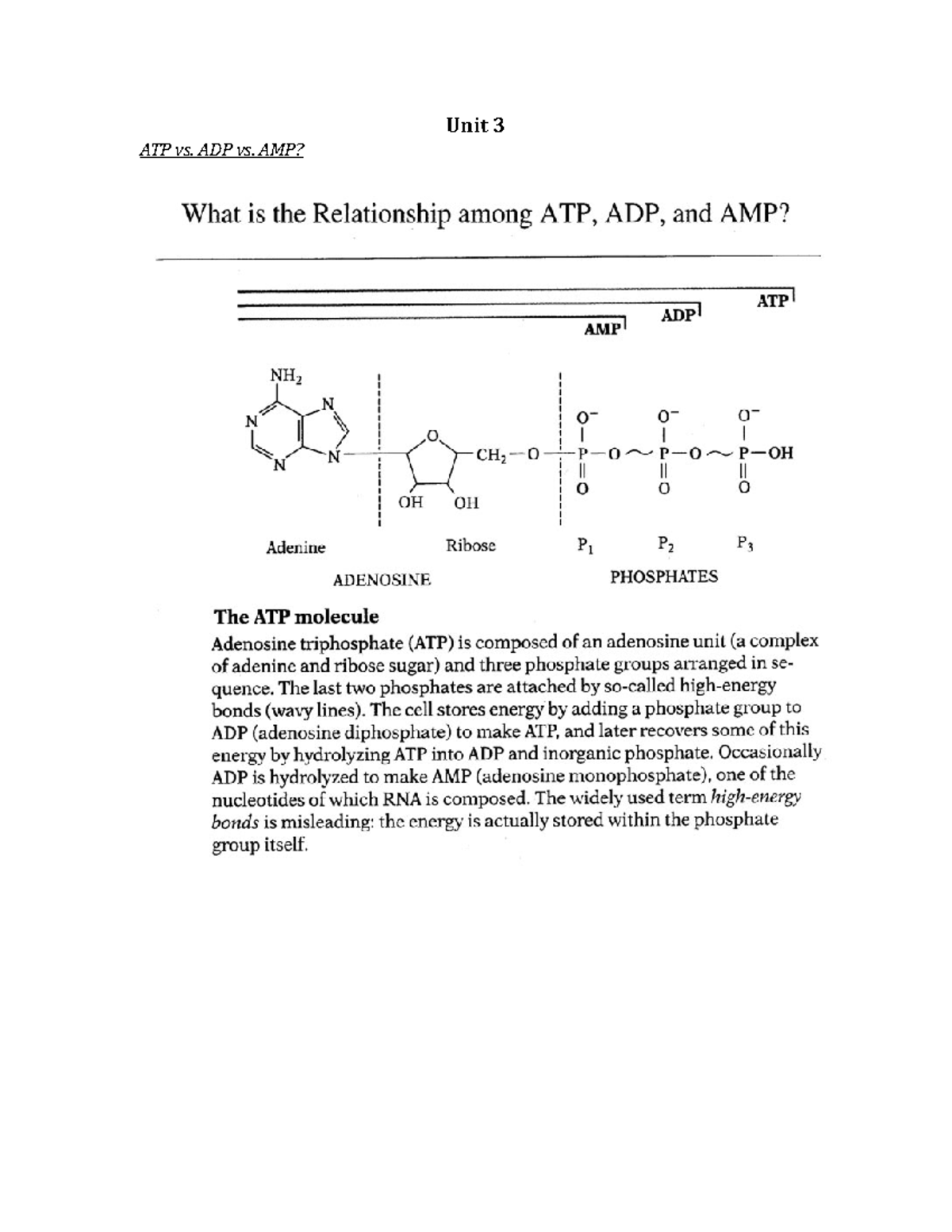 Unit 3 - Lecture notes 3 - Unit 3 ATP vs. ADP vs. AMP ...