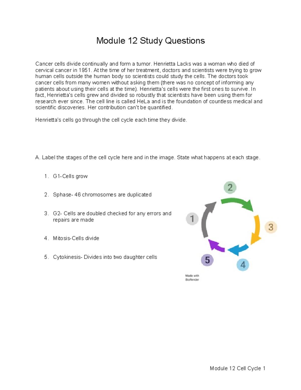 Module 12 Study Questions - Module 12 Study Questions Cancer cells ...