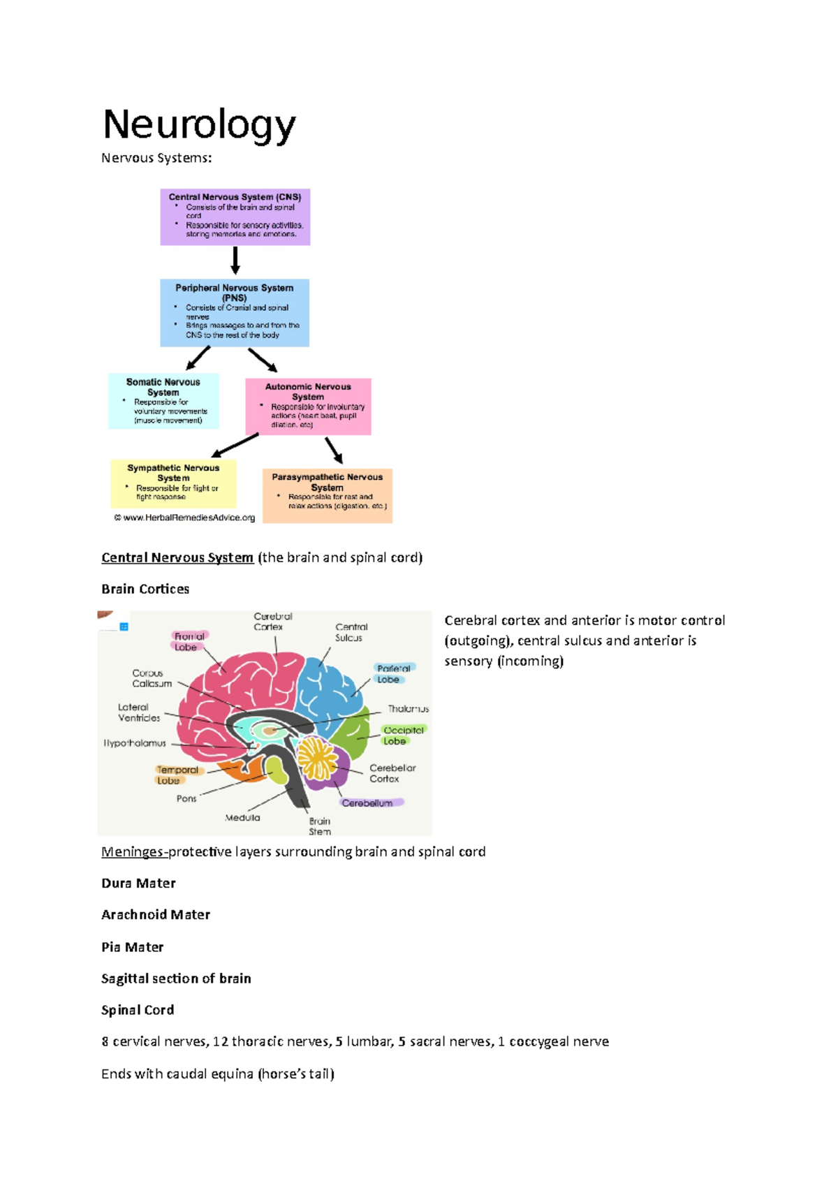 Neurology - Summary of lecture notes, practise questions and textbook ...