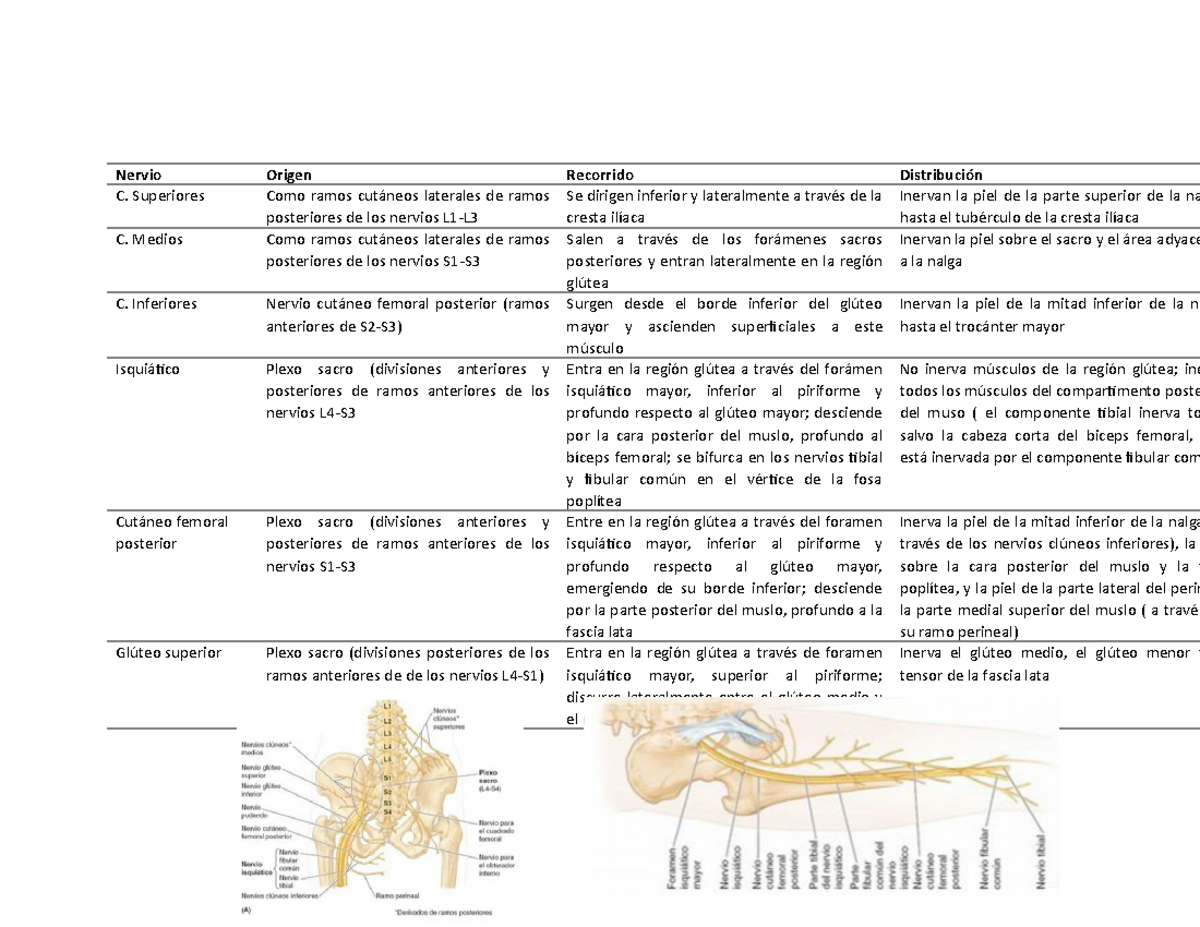 Nervios DE LA Región Glútea Y Posterior DEL Muslo - Nervio Origen ...