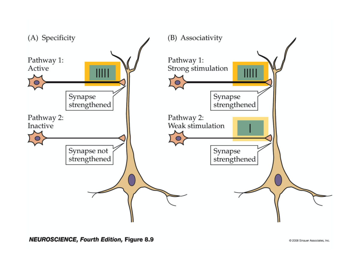 Lecture 4 - how to study neurons and brains - Signallingmechanisms ...