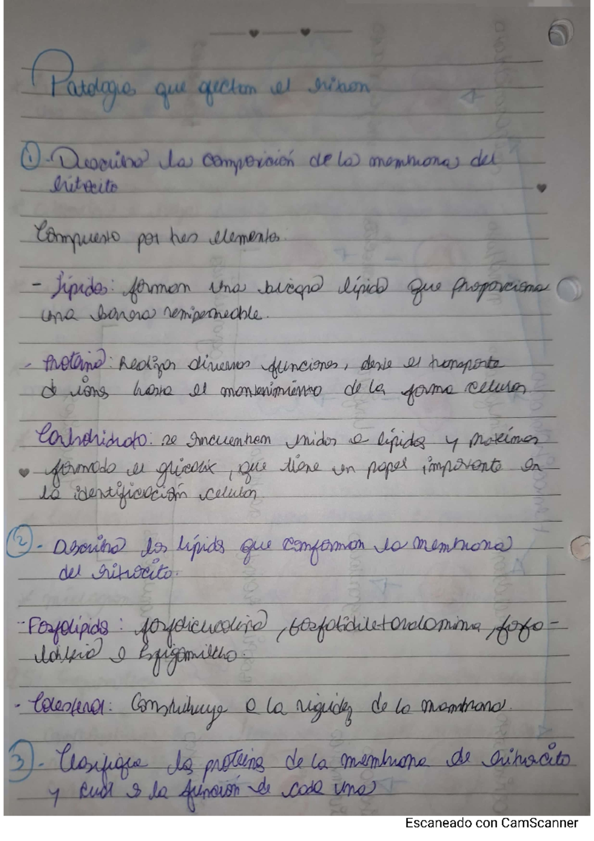 Morfología del eritron - Pandage que ofection el rixon i Describa la ...