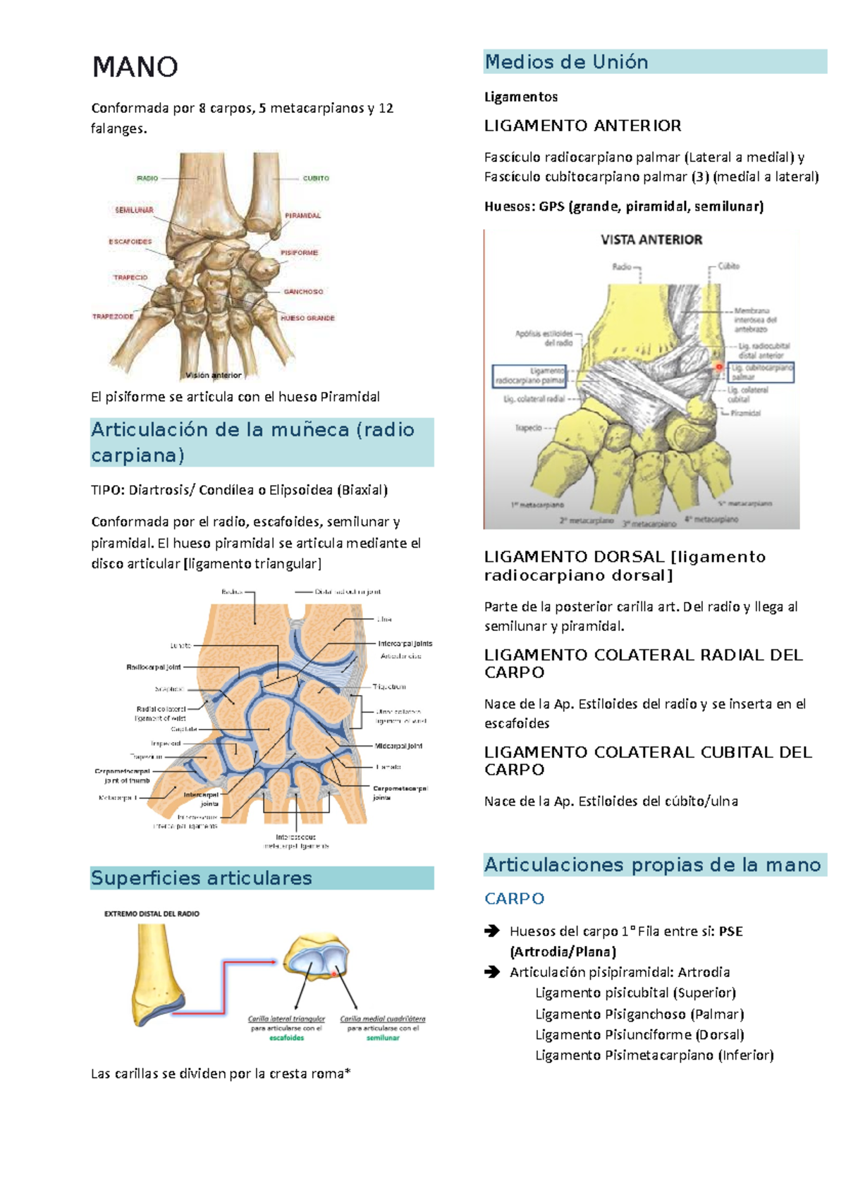MANO (apunte) - MANO Conformada por 8 carpos, 5 metacarpianos y 12 ...