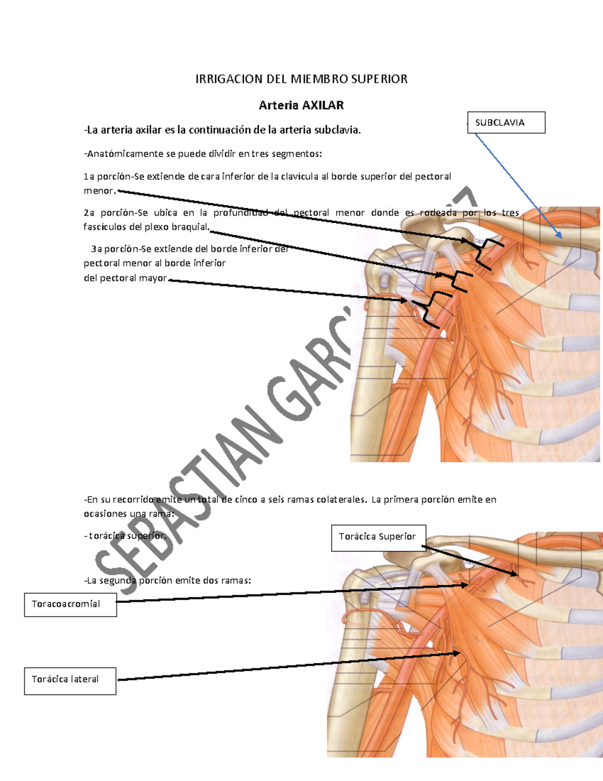 Irrigacion DEL Miembro Superior SGP - IRRIGACION DEL MIEMBRO SUPERIOR ...