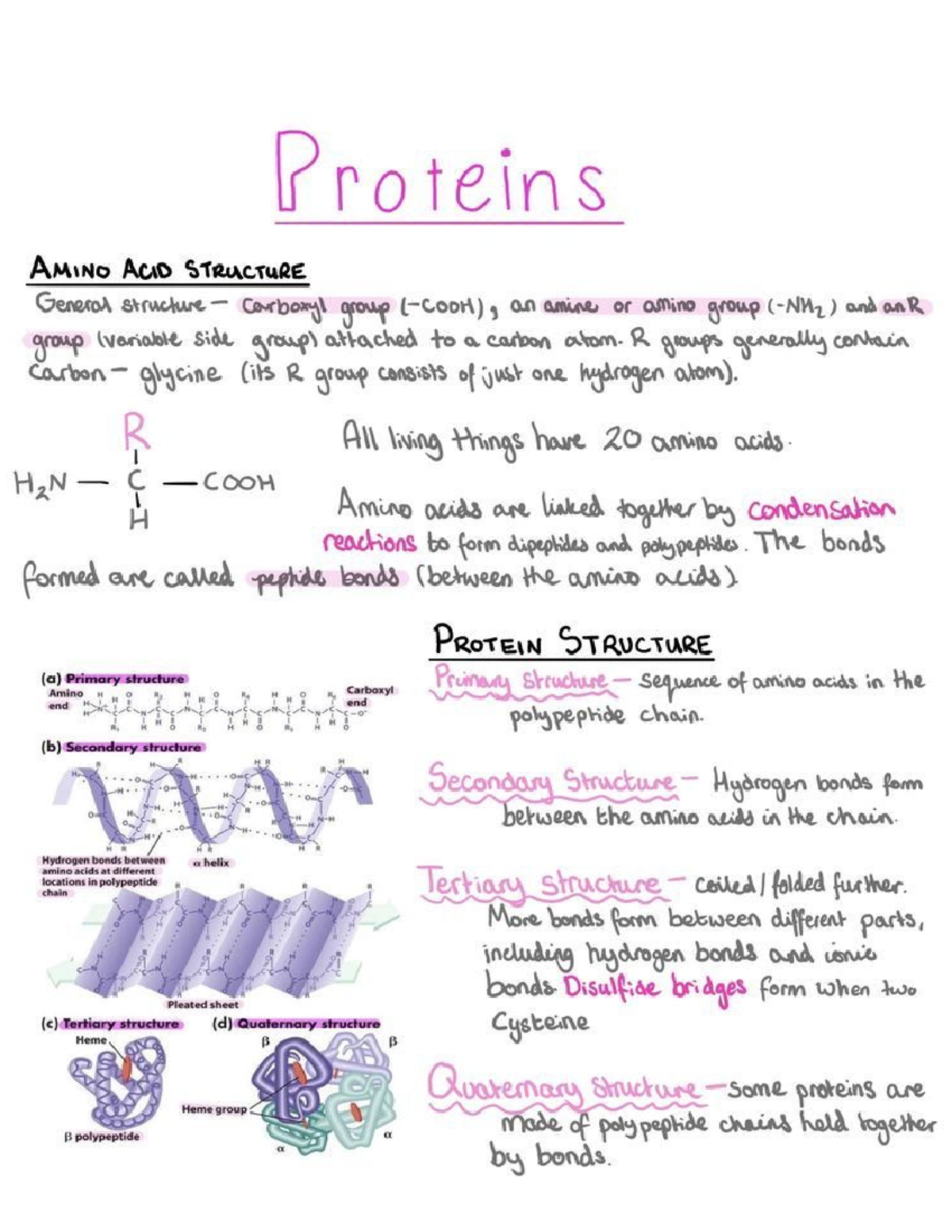 Proteins - Notes from Organic Chemistry Lectures. - CHEM-C 341 - Studocu