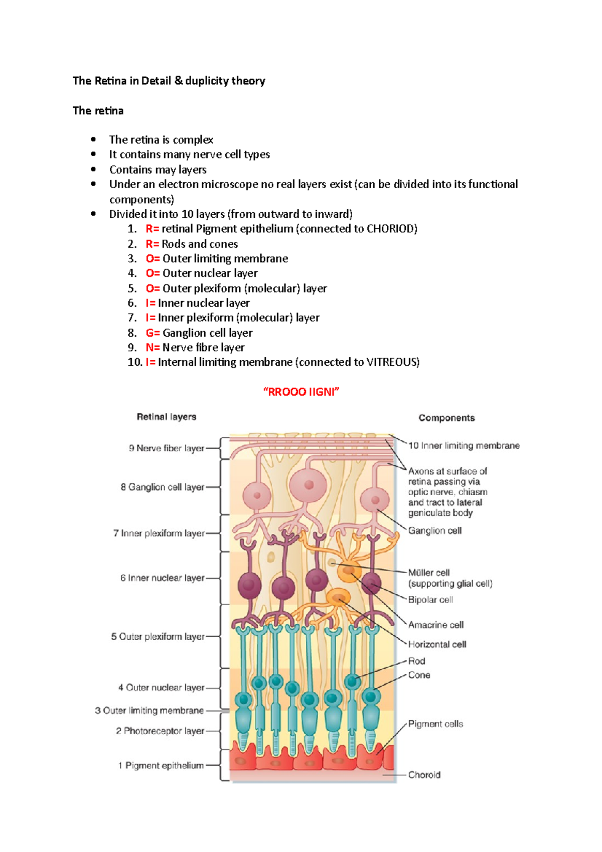 The Retina in Detail - Ocular Physiology & Vision Science - The Retina ...