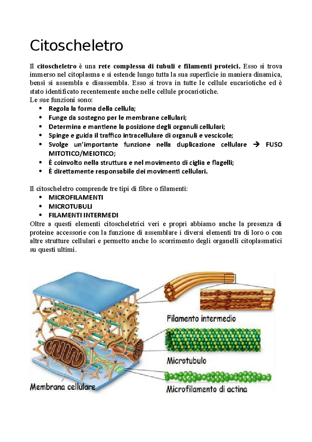 Citoscheletro - Appunti presi a lezione e integrati con libro consigliato dal docente - - Studocu
