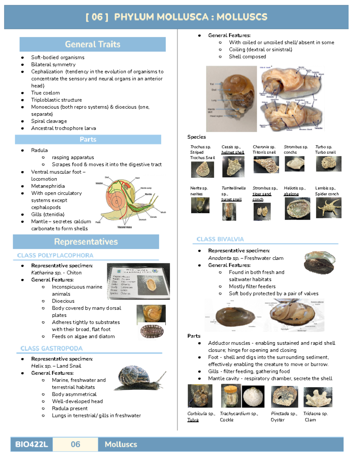 Phylum Mollusca - General traits Soft-bodied organisms Bilateral ...