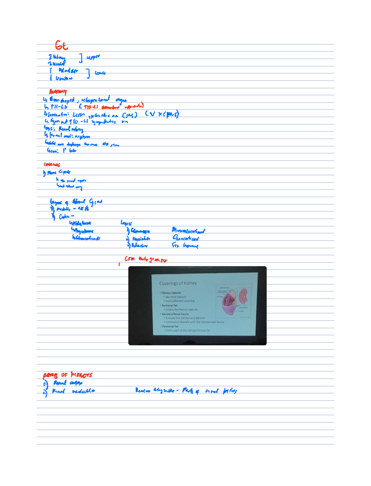 7 Genitourinary System - Gt Zany J upper Zander madder lower I urethra ANATOMY Beanshaped - Studocu