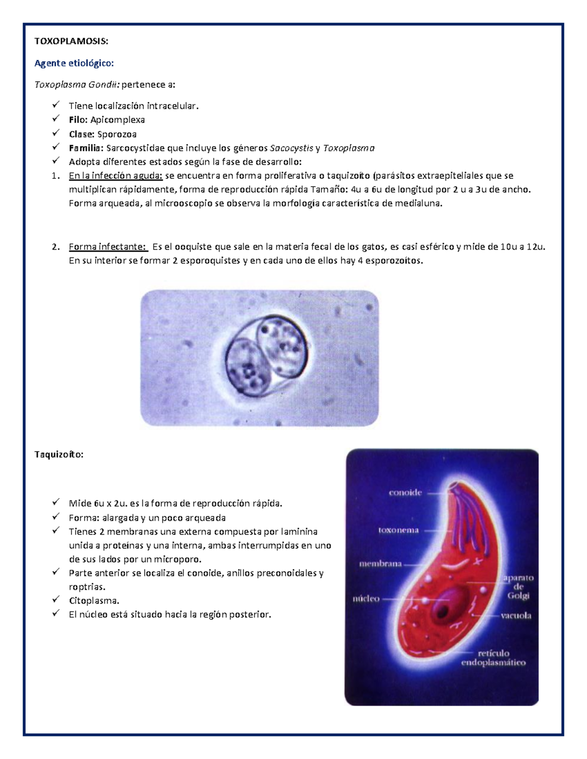 Toxoplasmosis - Apuntes clase - TOXOPLAMOSIS: Agente etiológico ...